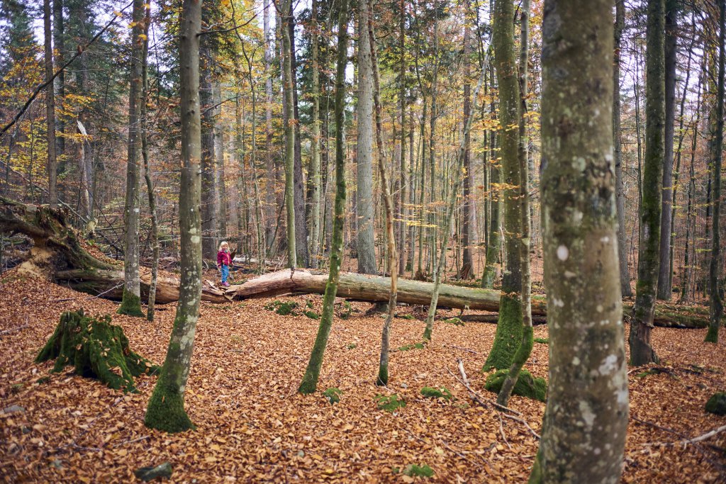Infos zum Nationalpark Bayerischer Wald - Familotel Schreinerhof